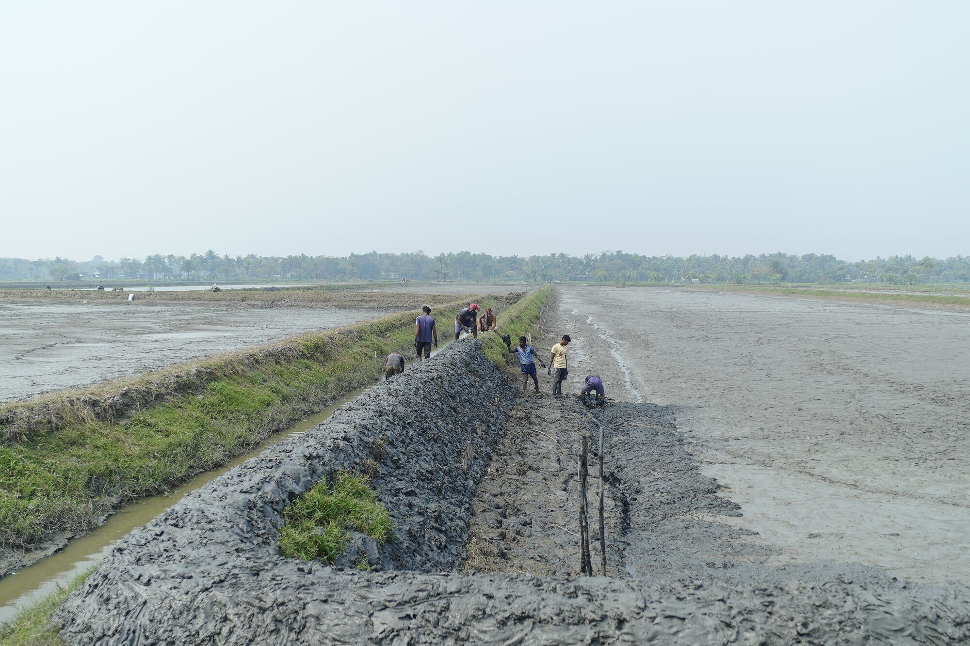 Strengthening the dikes - lunashrimpfarms.de